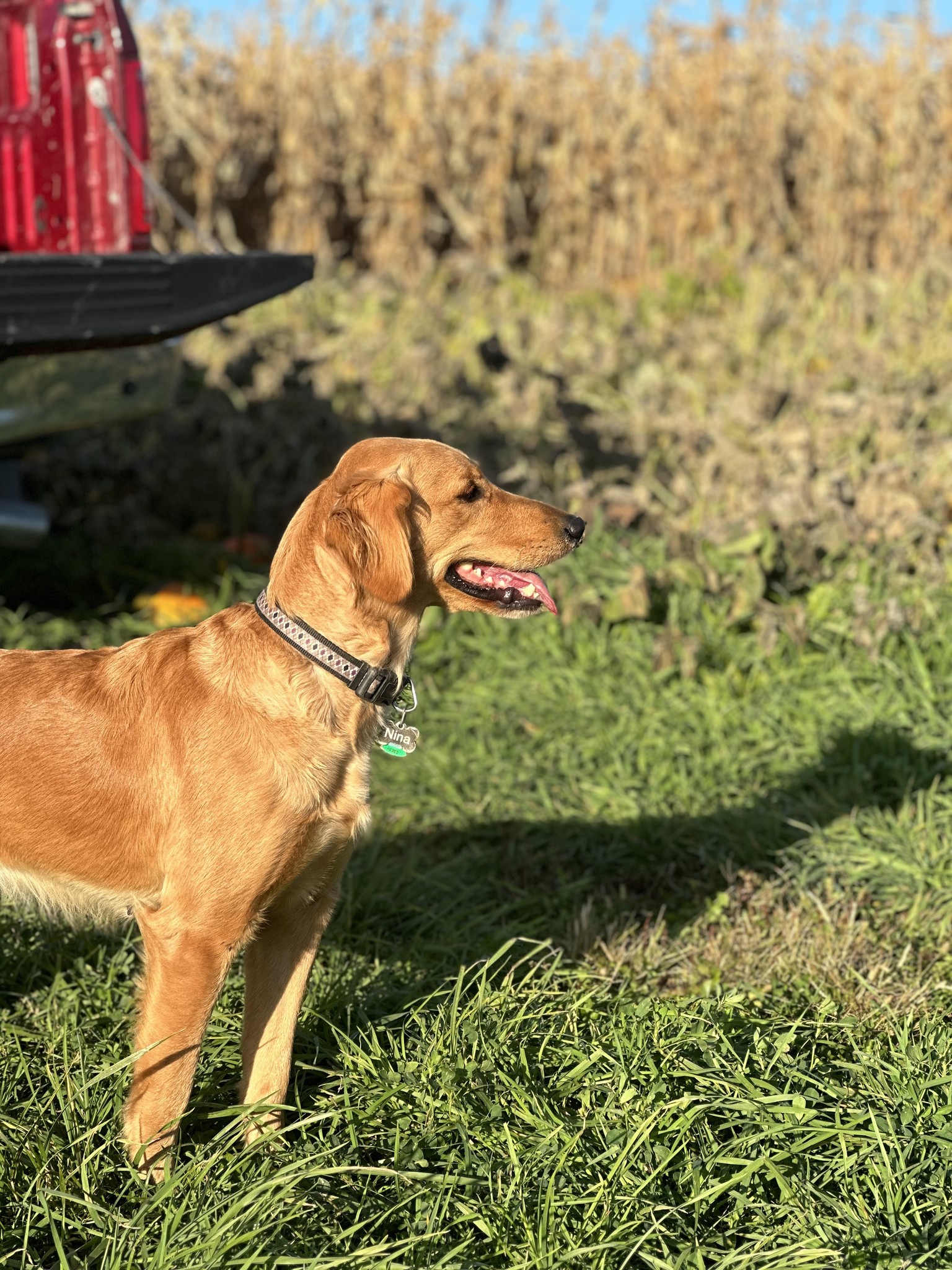 Our Dogs – Perrott Puppies